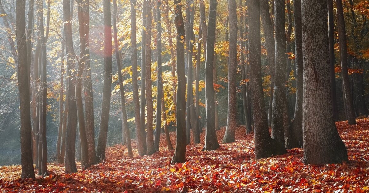 Partij voor de Dieren | Maximale inzet voor natuur en bomen