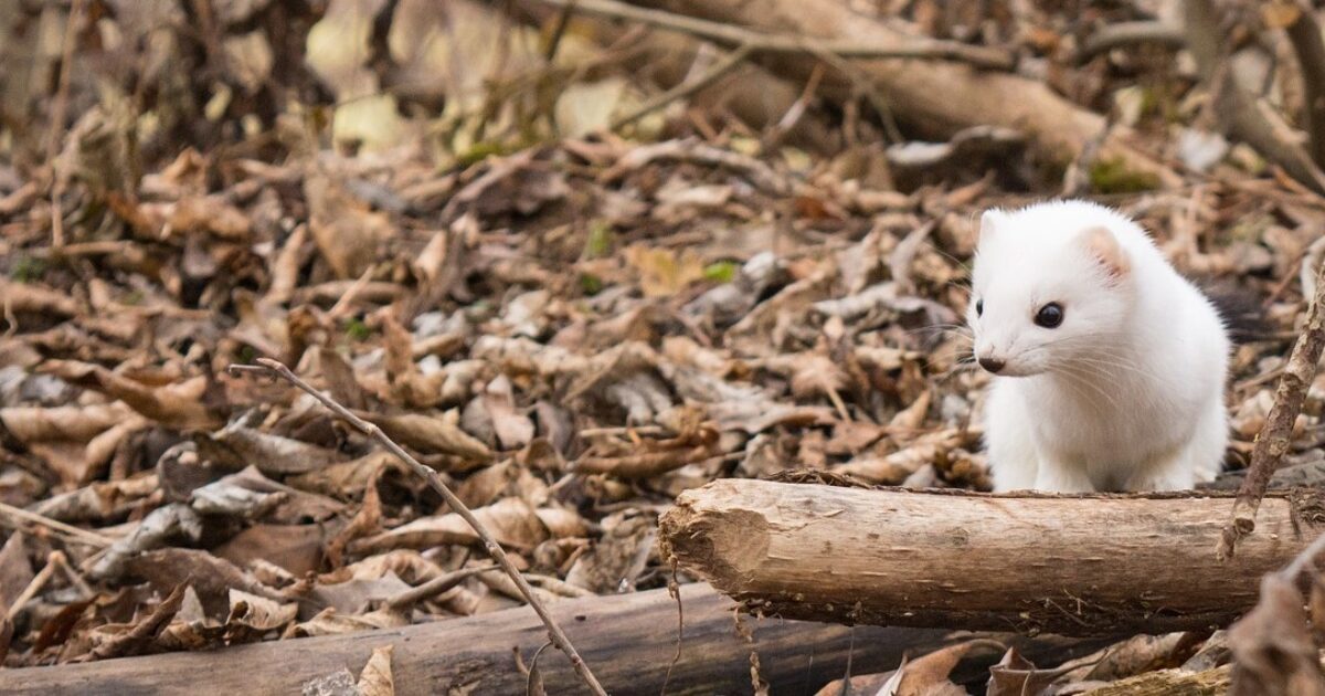 Initiatiefvoorstel Partij voor de Dieren betere bescherming bunzing ...