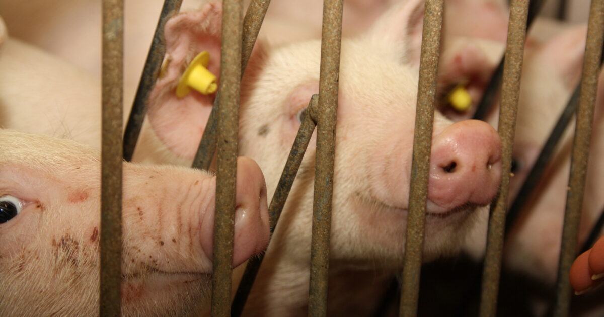 Partij voor de Dieren | Vragen Vestering over hoe we een wereld van ...