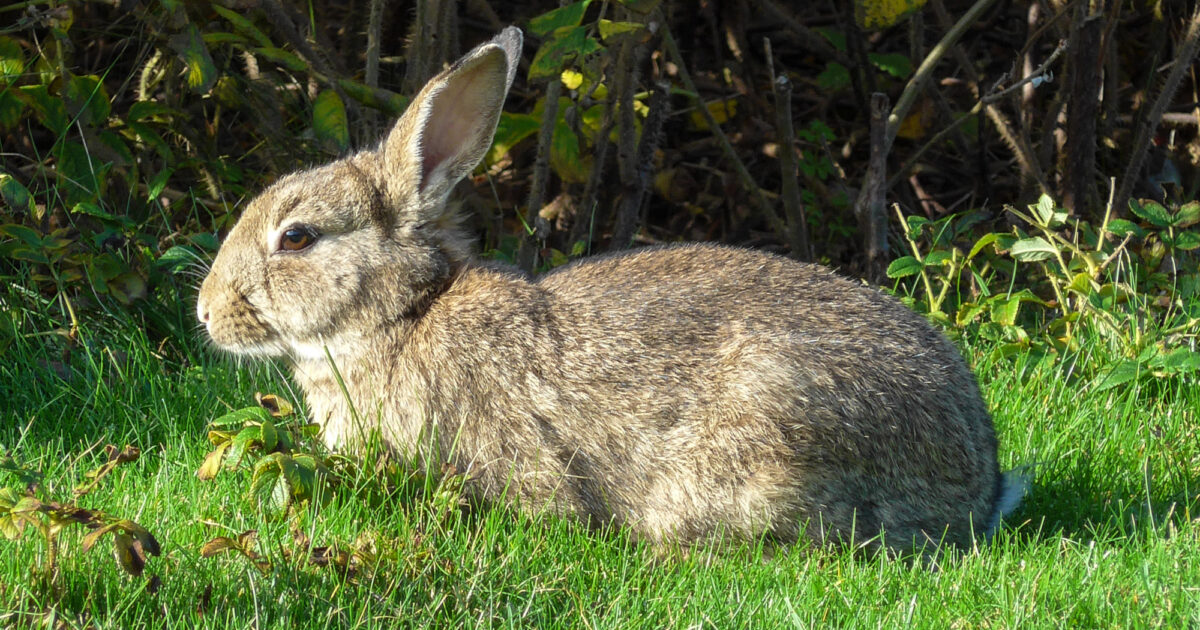 Partij voor de Dieren | Vragen over het doodschieten van konijnen op de Kennemer Golf & Country ...