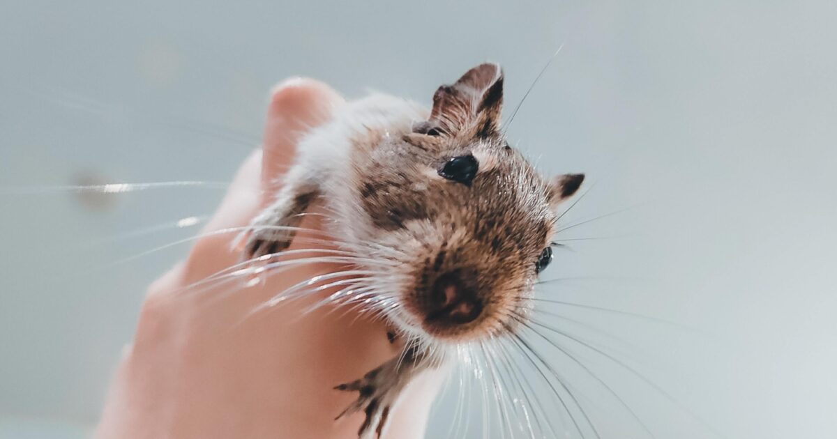 Partij voor de Dieren | Bijdrage Wassenberg aan debat over dierproeven