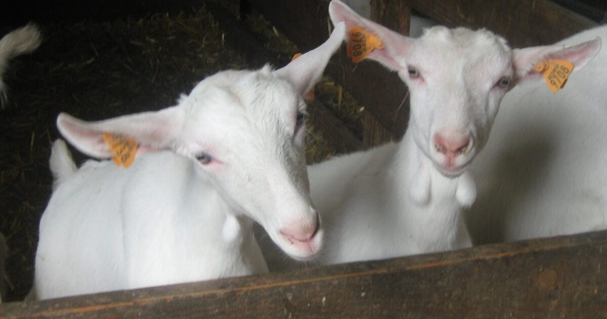Partij voor de Dieren | Vragen Vestering over hoe we een wereld van ...