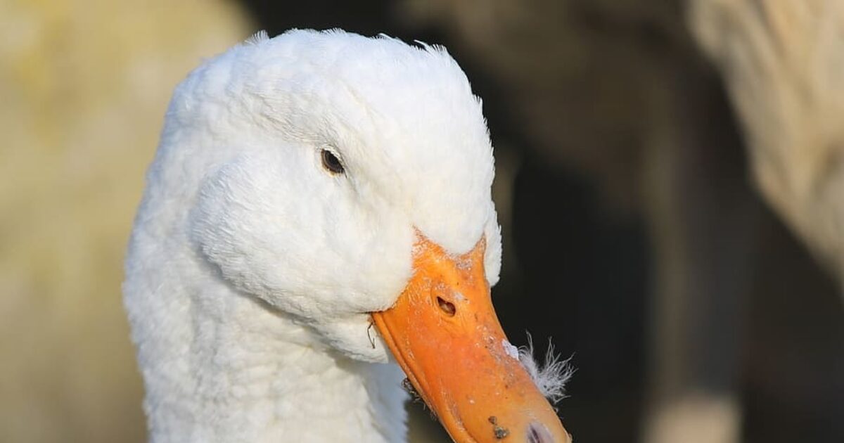 Partij voor de Dieren | Vragen Vestering, Wassenberg en Van Esch over ... Partij voor de Dieren | Vragen Vestering, Wassenberg en Van Esch over ...