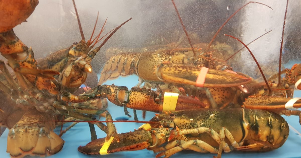 Levende kreeften en krabben nog steeds op de Amsterdamse markt | Nieuws ...