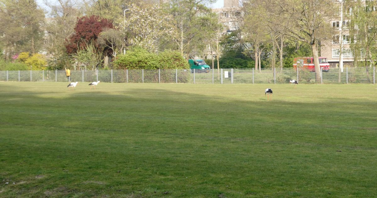 PvdD en HvDH: ‘Maak regels voor padel’ | Nieuws | Partij voor de Dieren