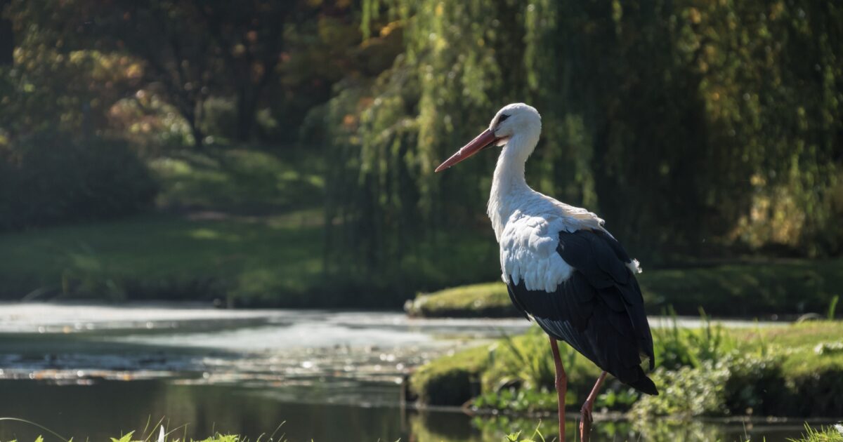 PvdD: ‘Met doorstart van coalitie verbetert weinig’ | Nieuws | Partij ...