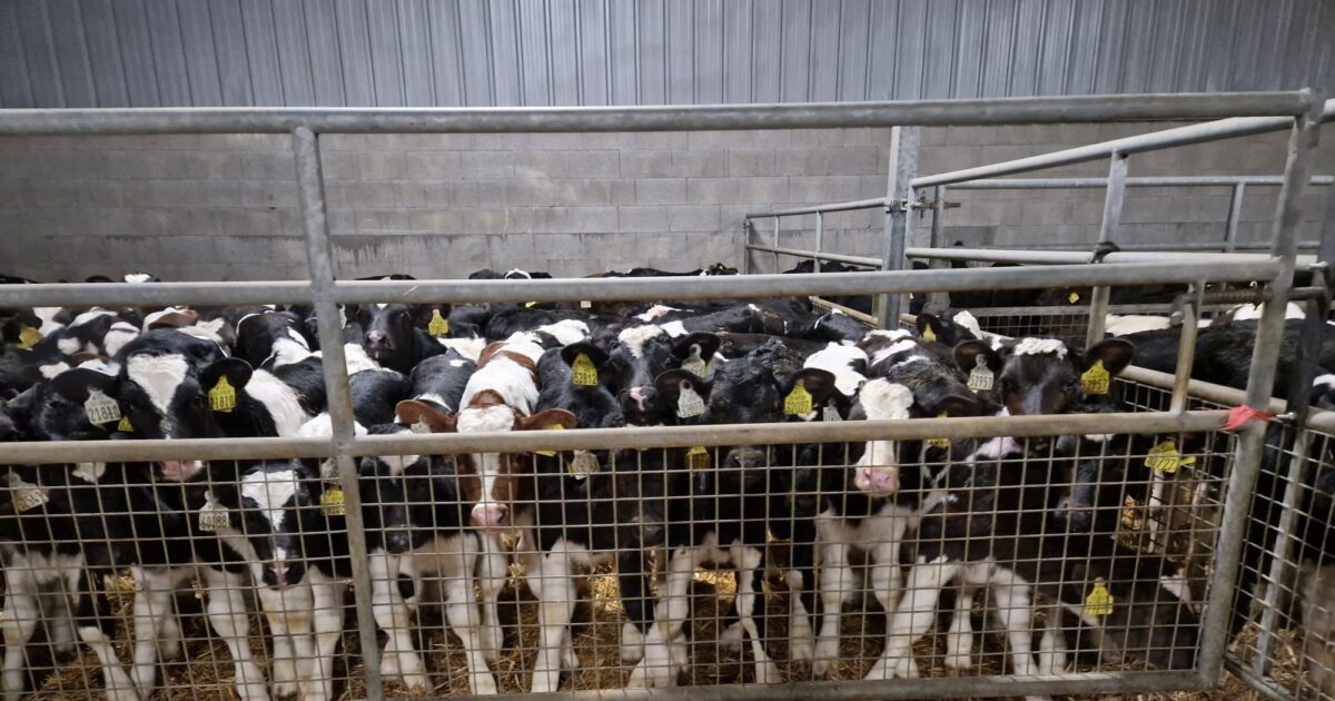 Opnieuw bewijs van brute mishandeling van kalfjes onderweg van Ierland ...