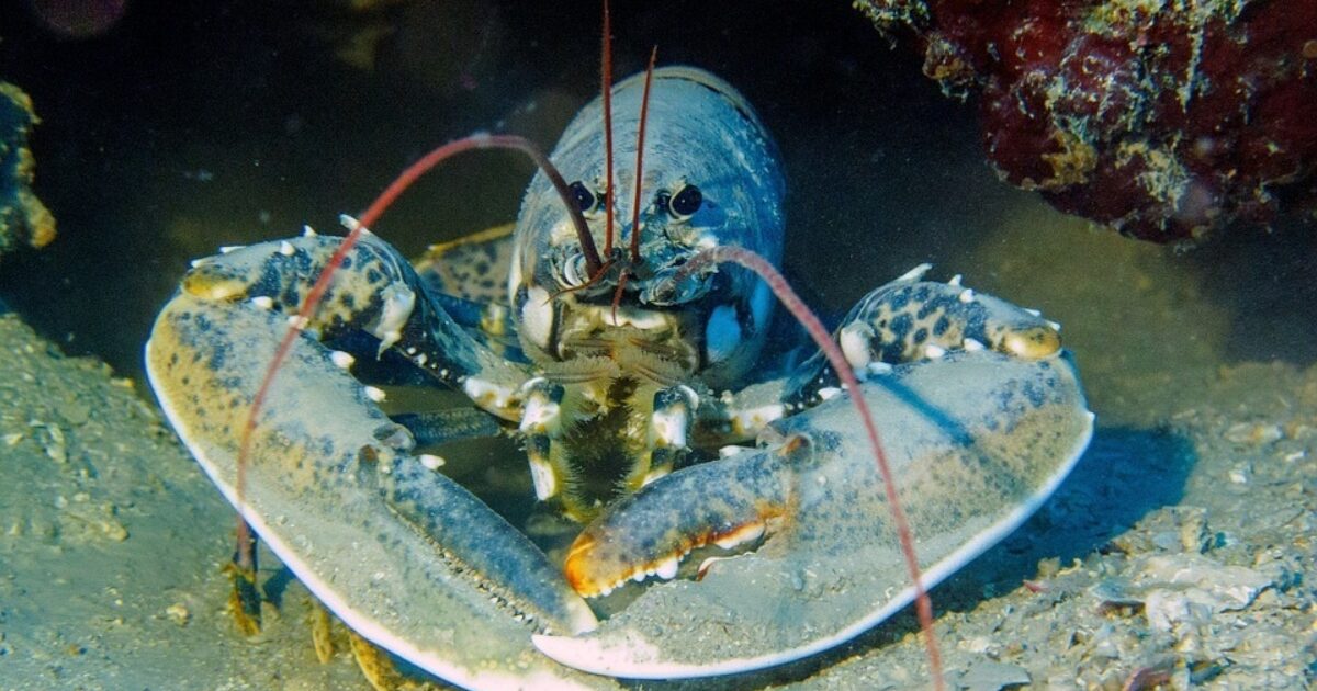 Doe nu mee met de actie tegen levende kreeften bij Holland Casino ...
