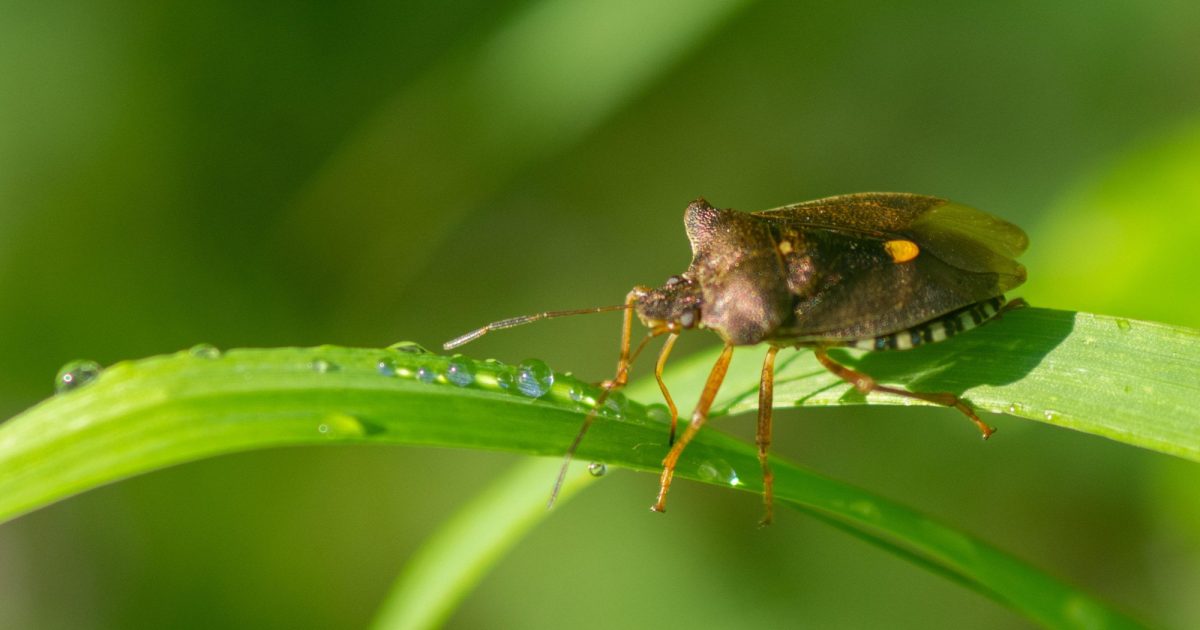 Anders maaien: grote stappen voor meer biodiversiteit | Nieuws | Partij ...