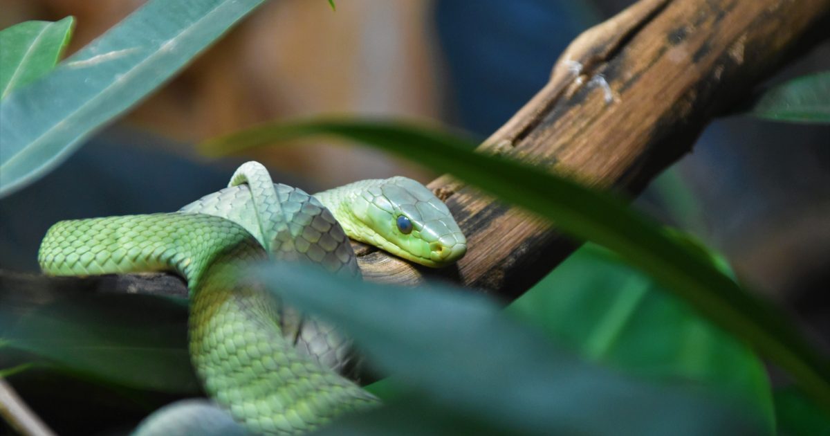 Liever groene daken, dan groene mamba’s in Tilburg | Nieuws | Partij ...