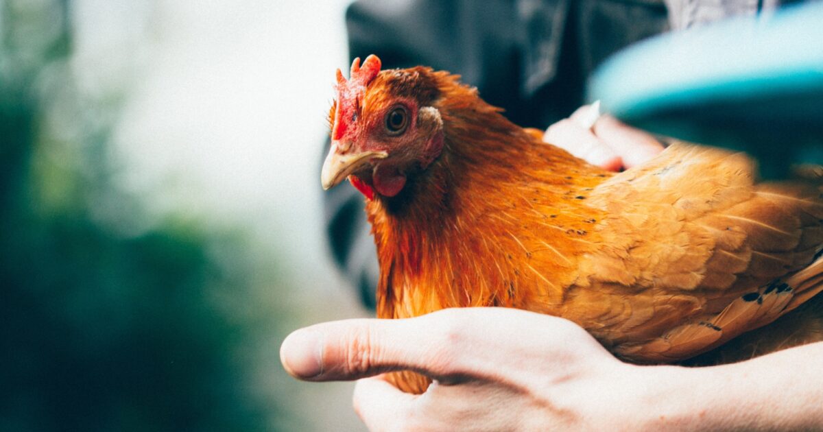 Partij voor de Dieren | Vragen Akerboom over een restaurant waar mensen ...