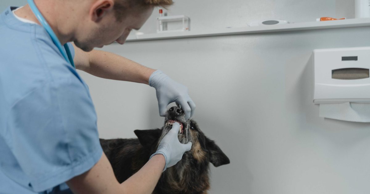 Partij voor de Dieren | Motie Graus/Beckerman/Kostic over ingrijpen in ...