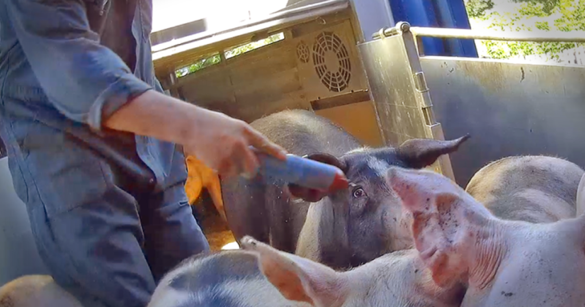 Partij voor de Dieren | Vragen Ouwehand over het langverwachte verbod ...